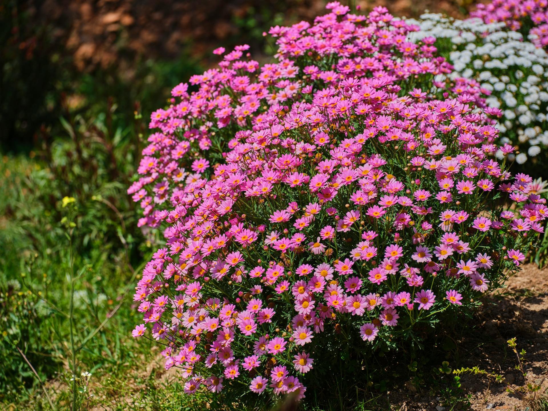 Best companion plants to boost apple tree growth in southeast uk ...